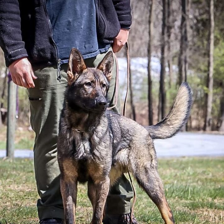 Accurately Reading a Dog's Body Language: Understanding Aggression and ...